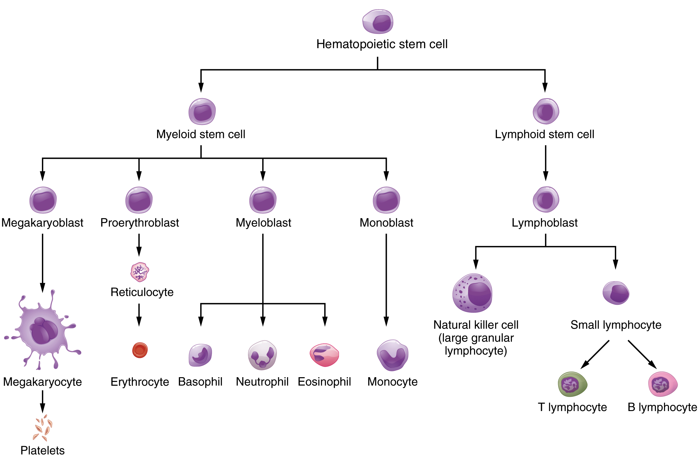 Components Of Blood Components Of Blood